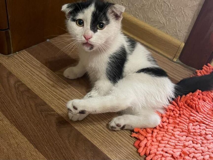 Вислоухие котята бесплатно
