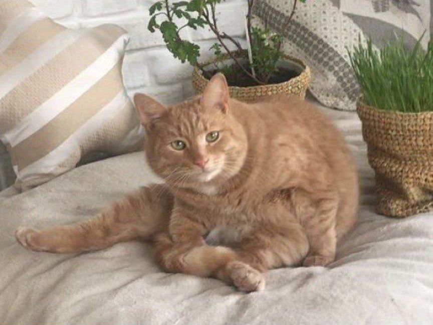 Рыжий кот в добрые руки