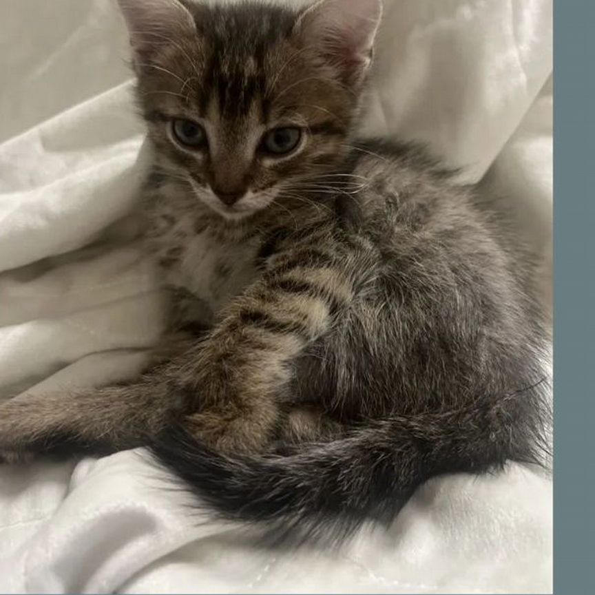 Котенок мальчик Батошик, 1,5 мес