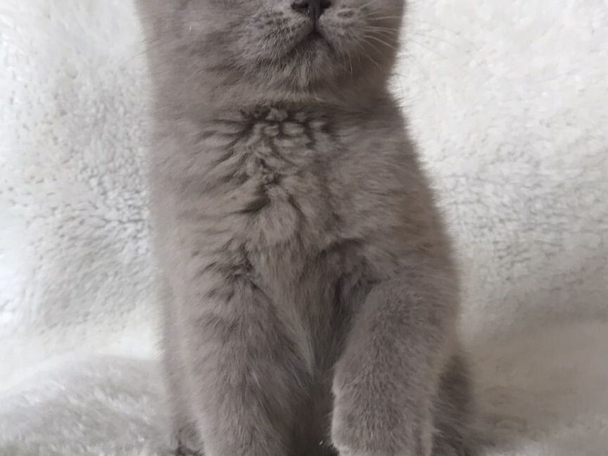 Шотландские котята
