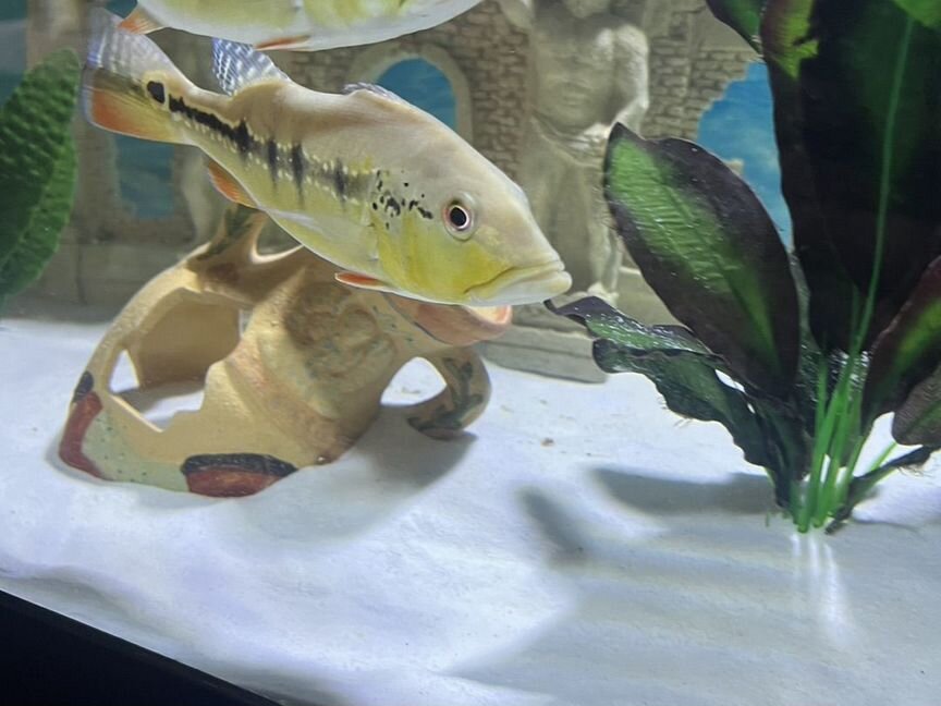 Цихлы, змееголовы и панцирные щуки