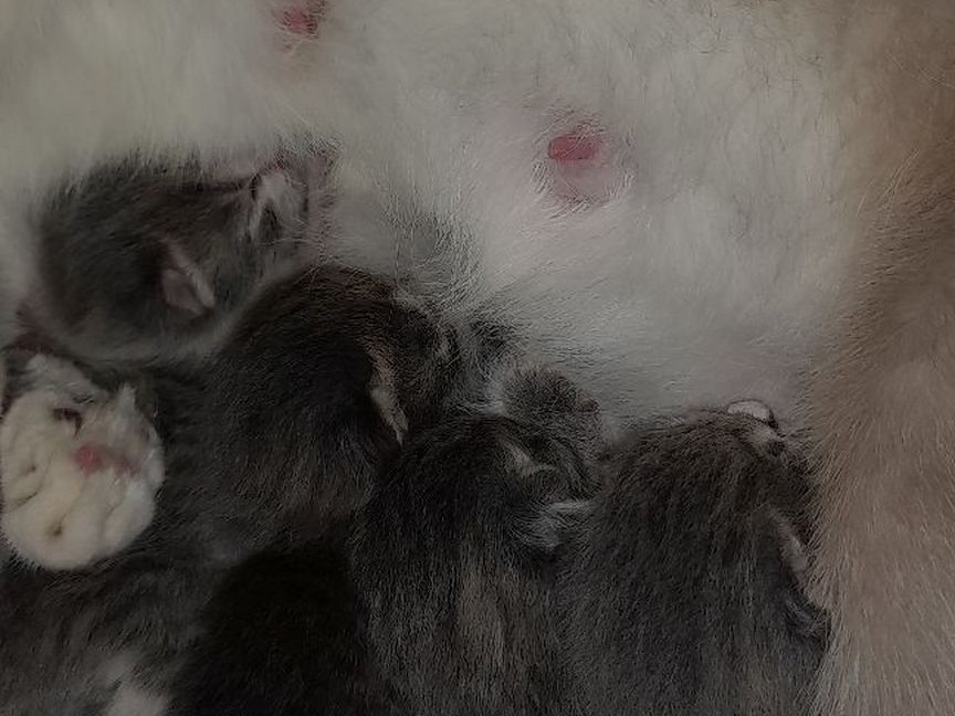 Котята в добрые руки