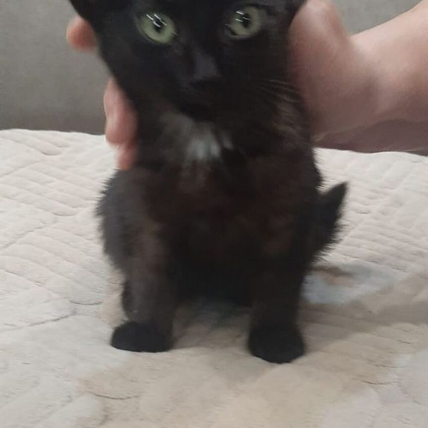 Котенок в добрую семью