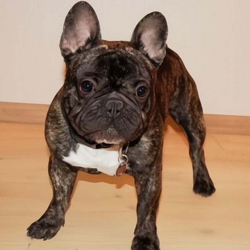 Французский бульдог, взрослая собака