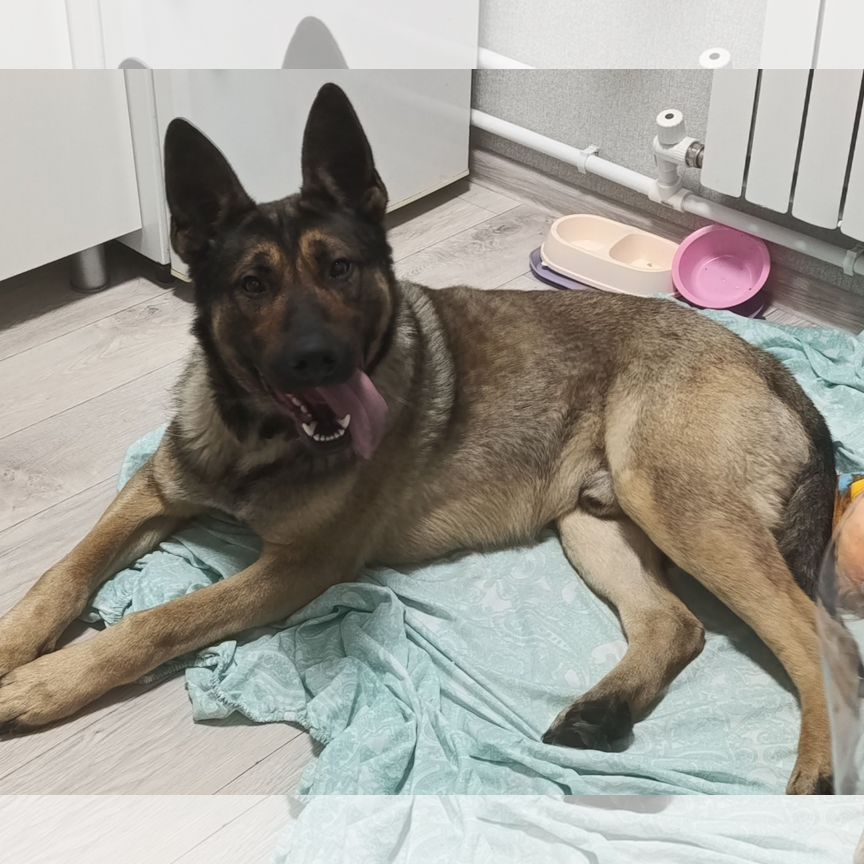 Немецкая овчарка, взрослый пёс