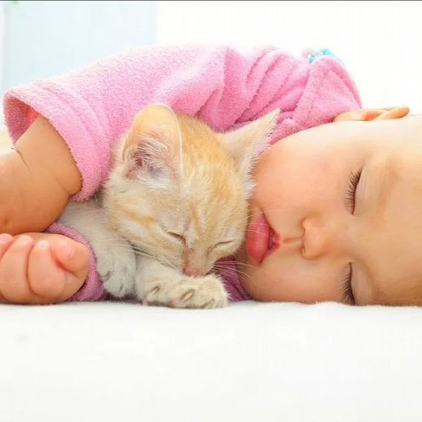 Светло- рыжий котенок мальчик заботливым и добрым