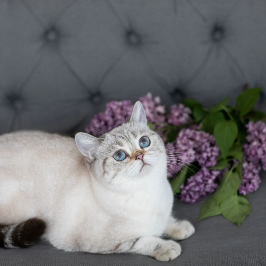 Шотландская кошечка
