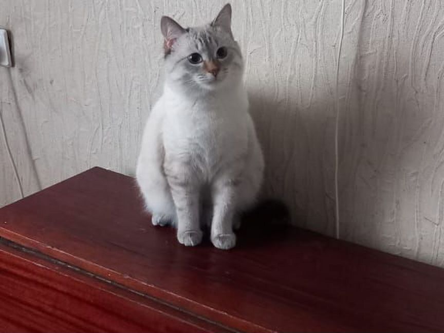 Тайская кошка,в добрые руки. Бесплатно