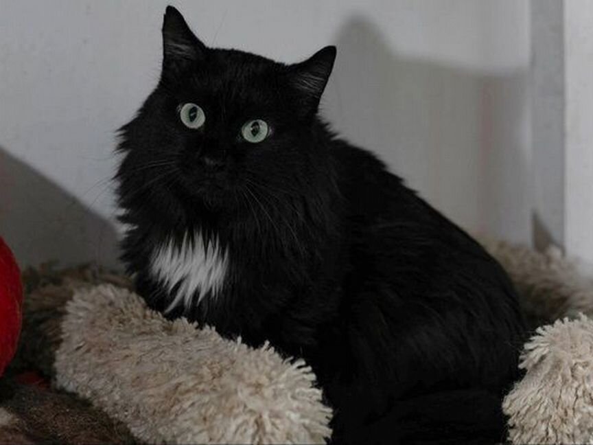 Черный котик Уголь в добрые руки