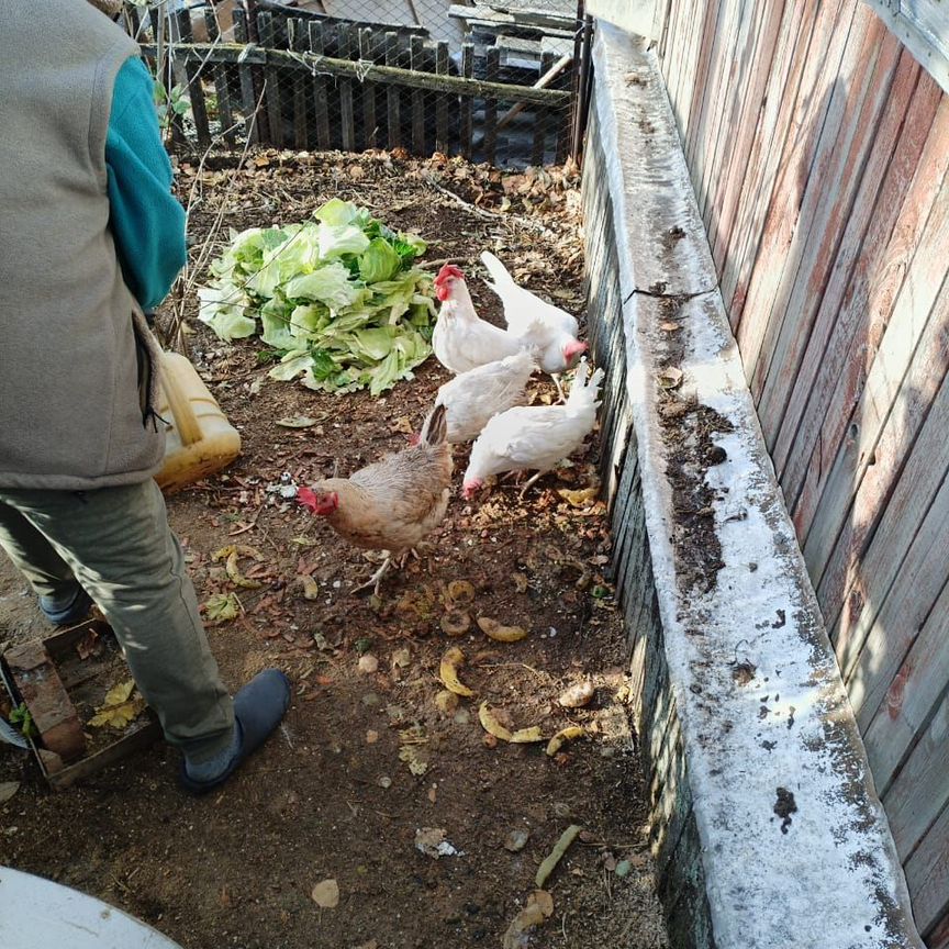 Куры несушки