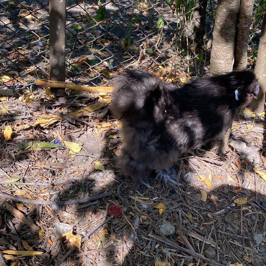 Шелкавалосий питух