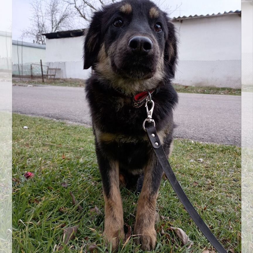 Щенок в добрые руки