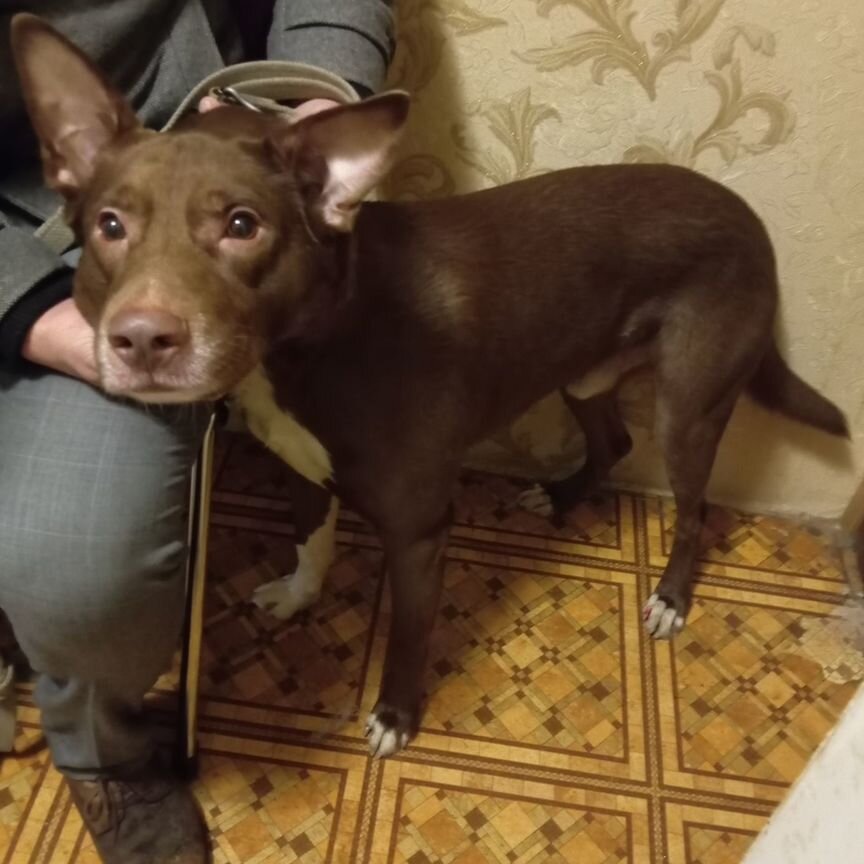 Взрослый пёс в добрые руки