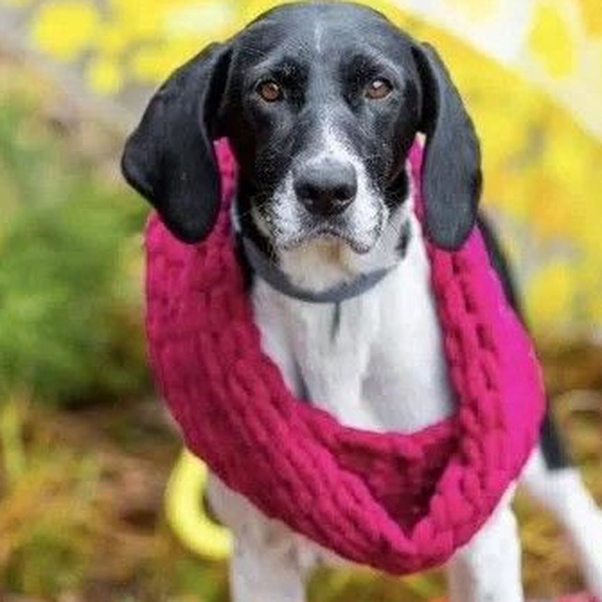 Русская гончая, взрослая собака