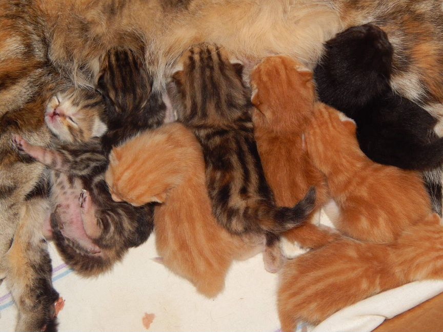 Сладкие подарки