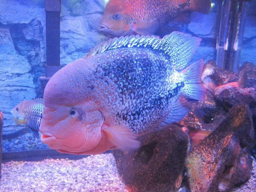 Цихлазома (вьеха) гуттулатус