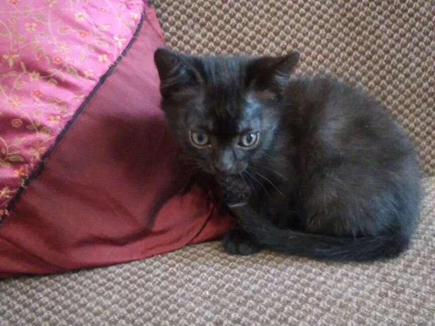 Отдам котенка в добрые руки, метис