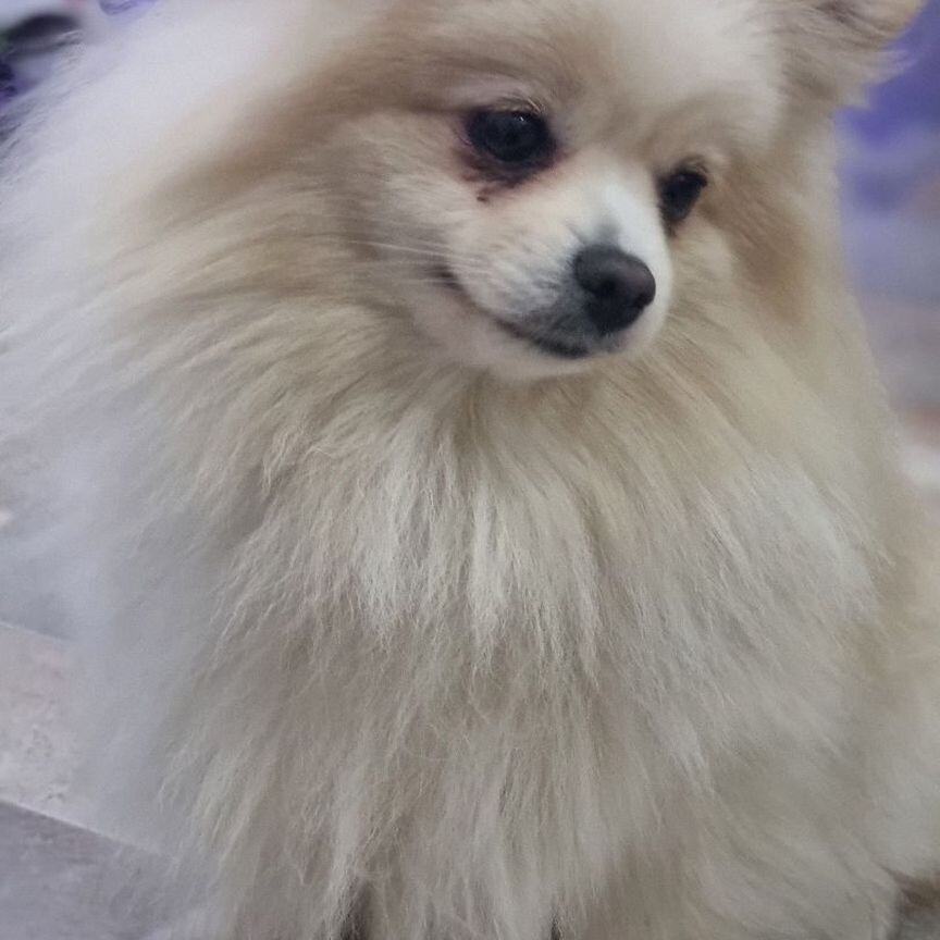 Померанский шпиц