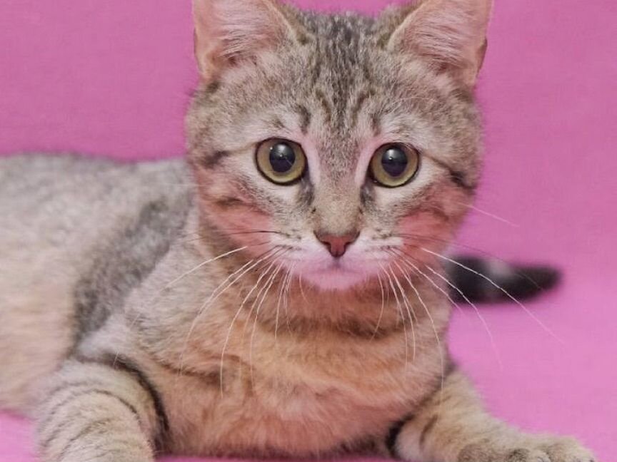 Выставка кошки в дар