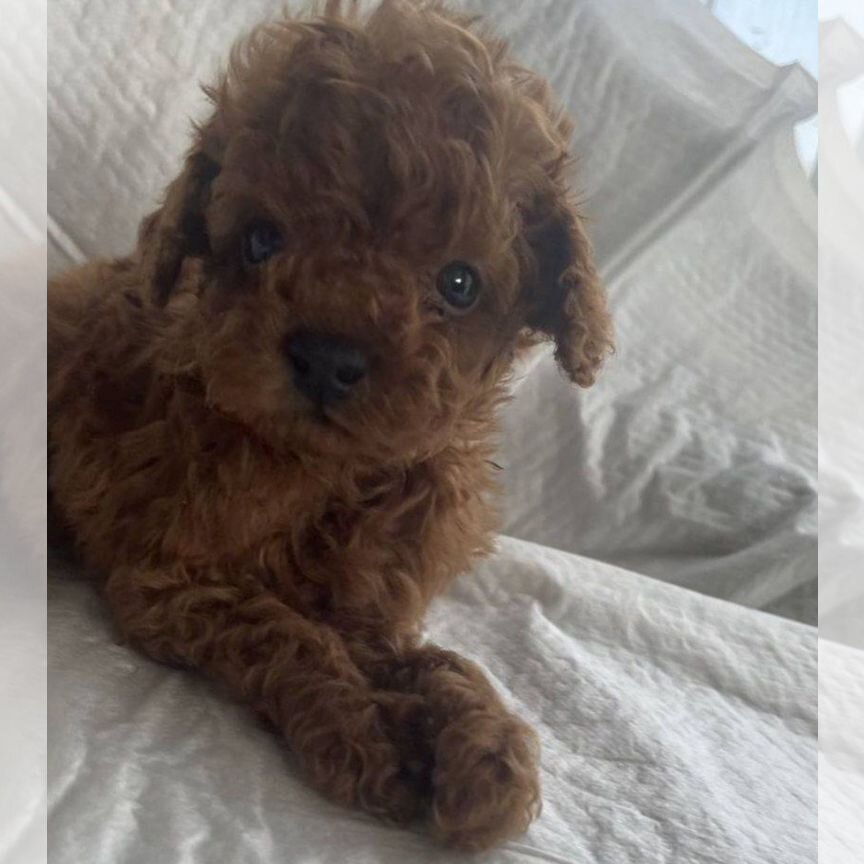 Той-пудель, щенок