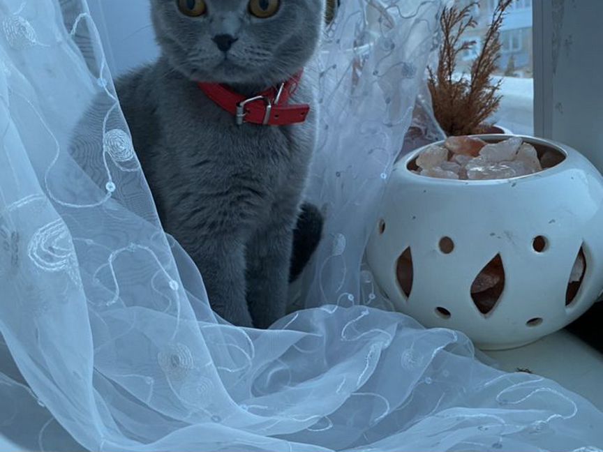 Шотландская вислоухая плюшевая красавица