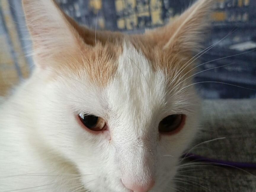 Кошка