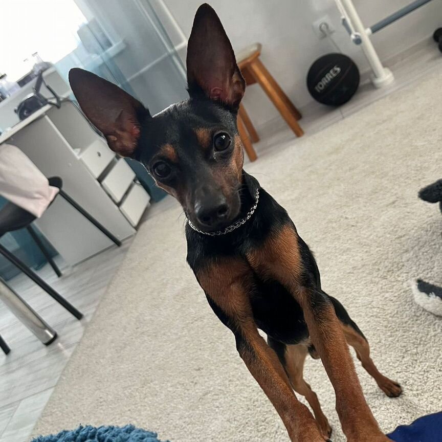 Вязка Русского той терьера