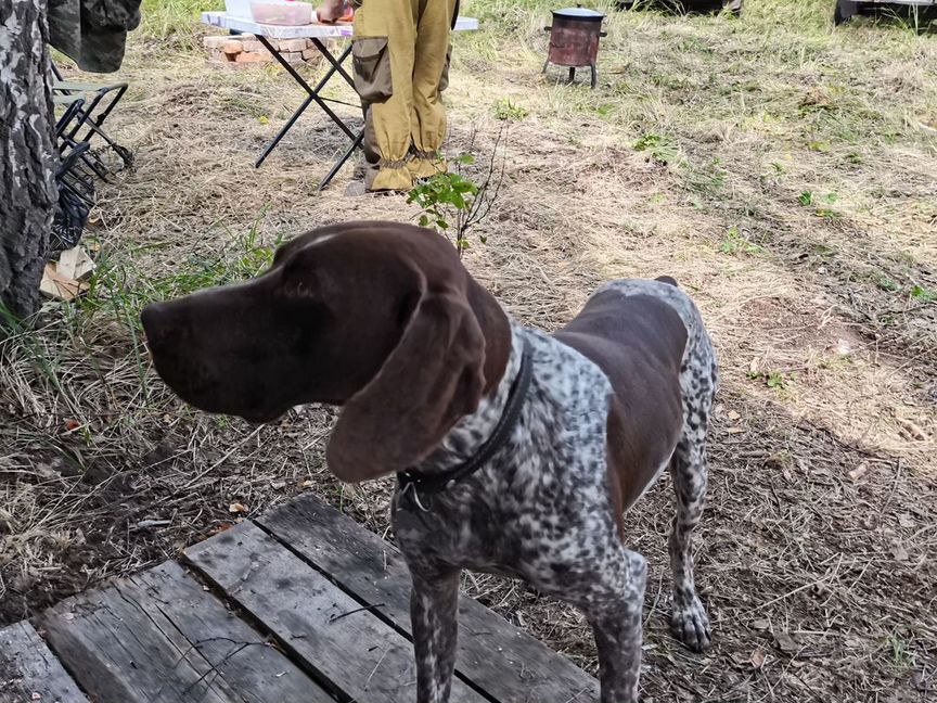 Кобель для вязки породы курцхар