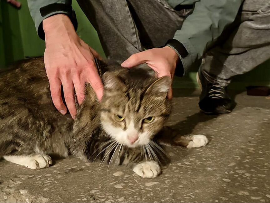 Кошечка бежит за людьми, просится в квартиры