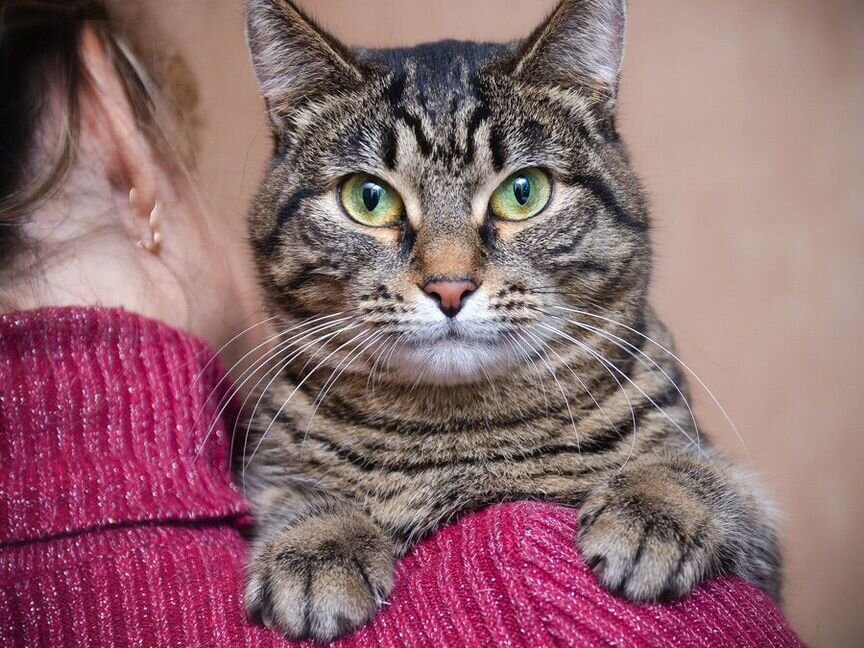 Роскошь полосатой классики-кошка Люся