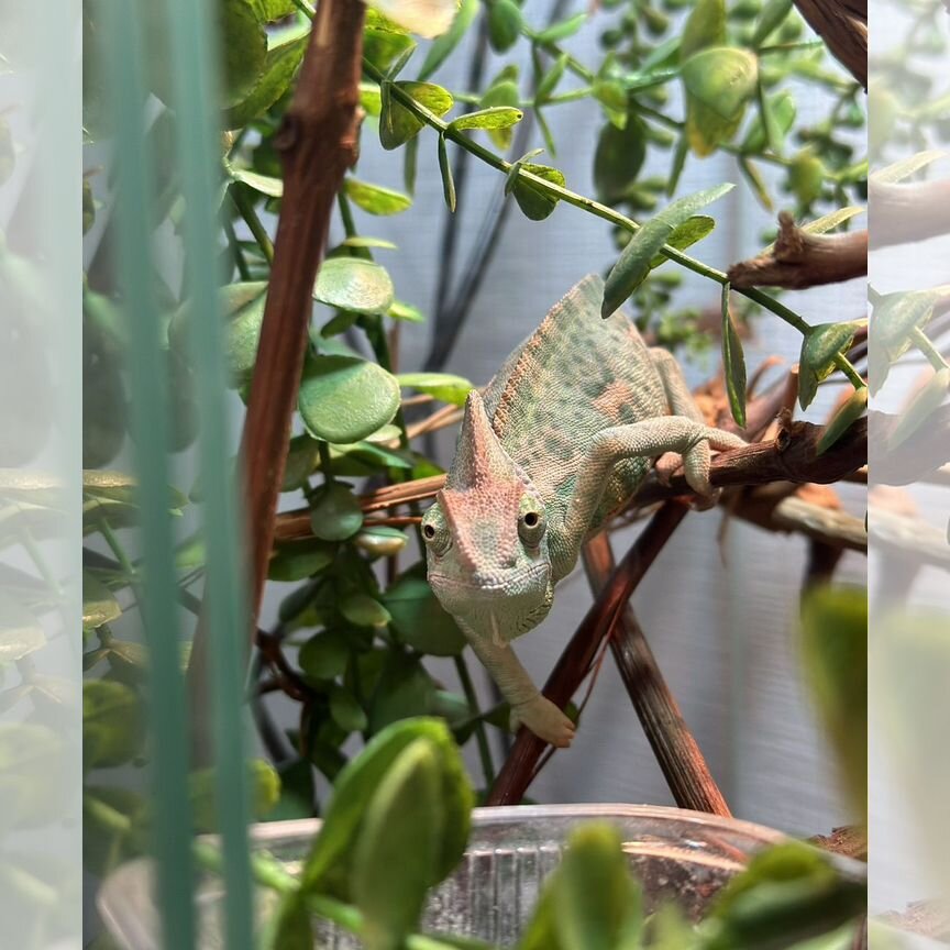 Террариум для хамелеона 45/45/90