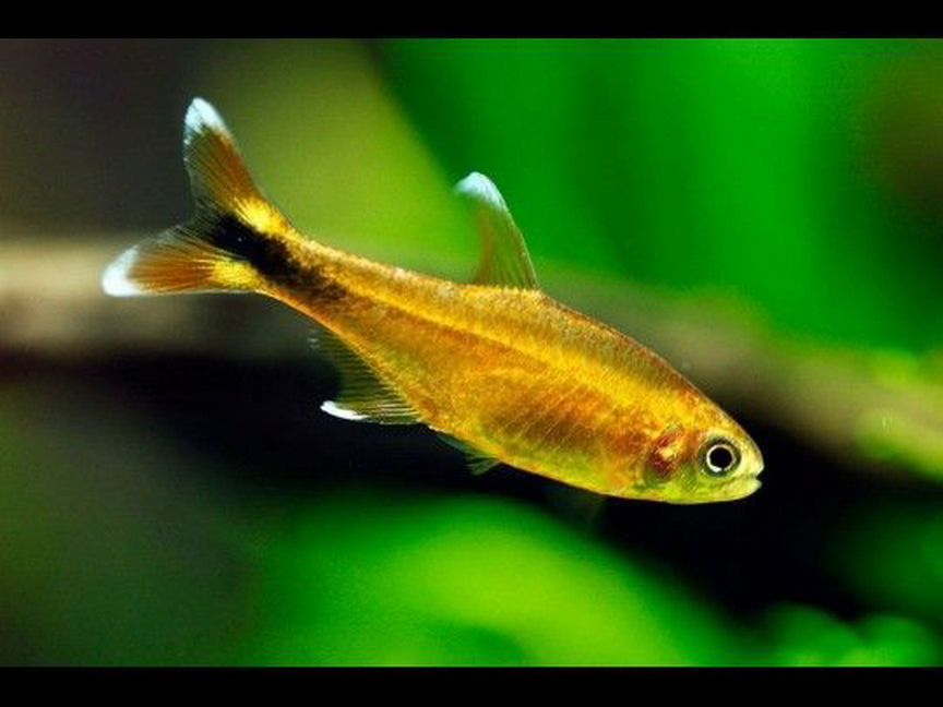 Тетра медная