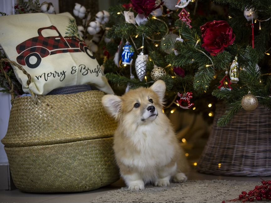 Продажа щенков