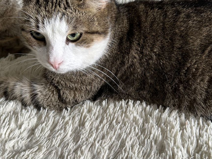 Кошка Лиля и Лола