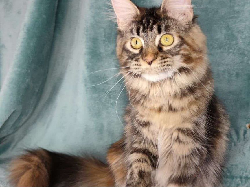 Кошки мейн-кун