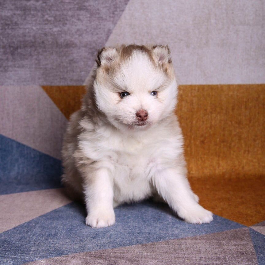 Шоколадная девочка помски