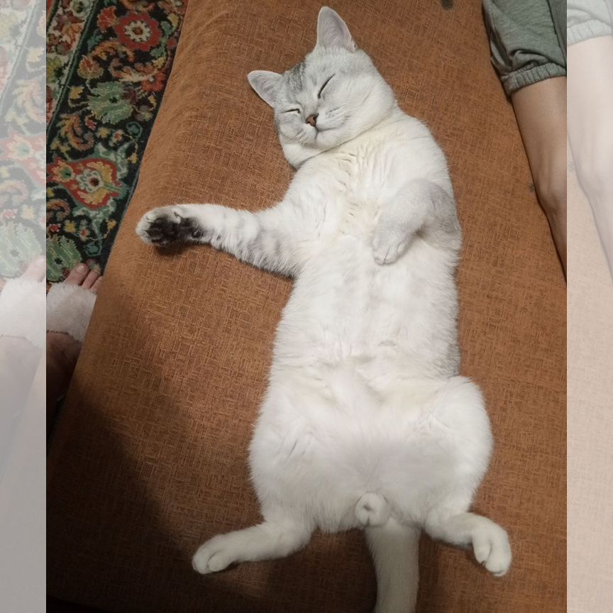 Британский короткошёрстный, взрослый кот