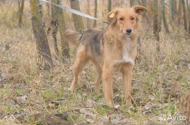 Крис в поисках семьи