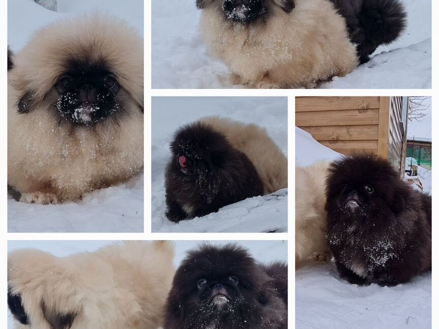 Щенки пекинеса