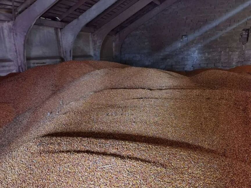 Кормовая пшеница, Просо корма