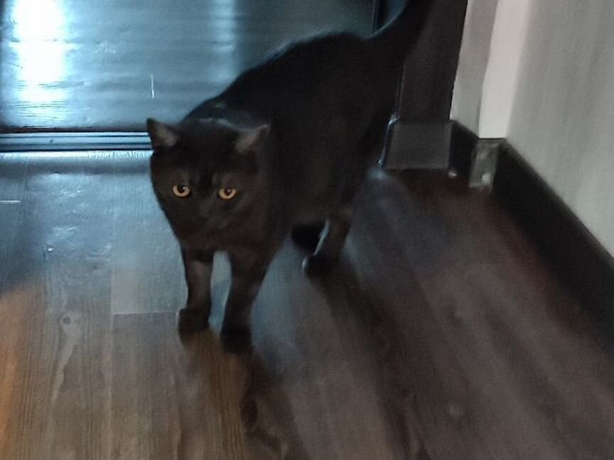 Кот Скотиш страйт