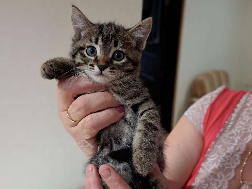 Кошка