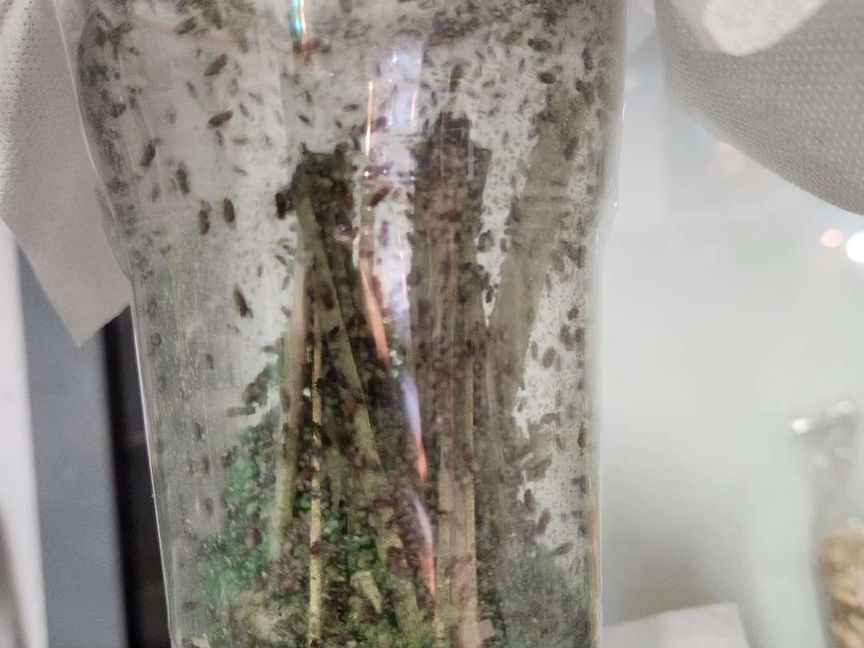 Муха дрозофила