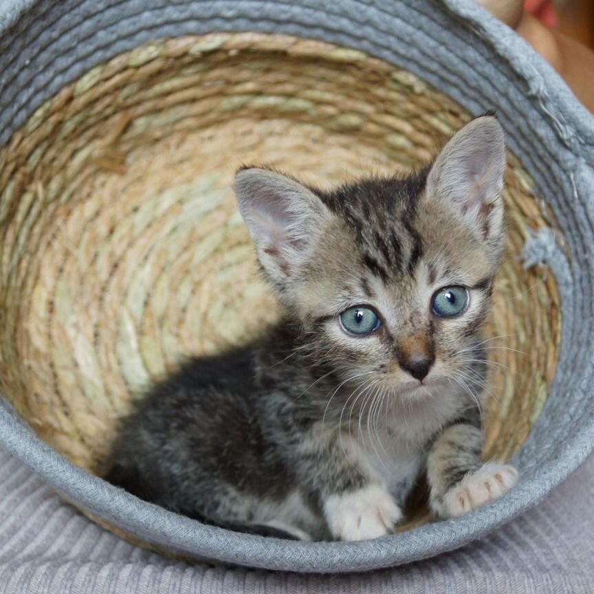 Котёнок мальчик