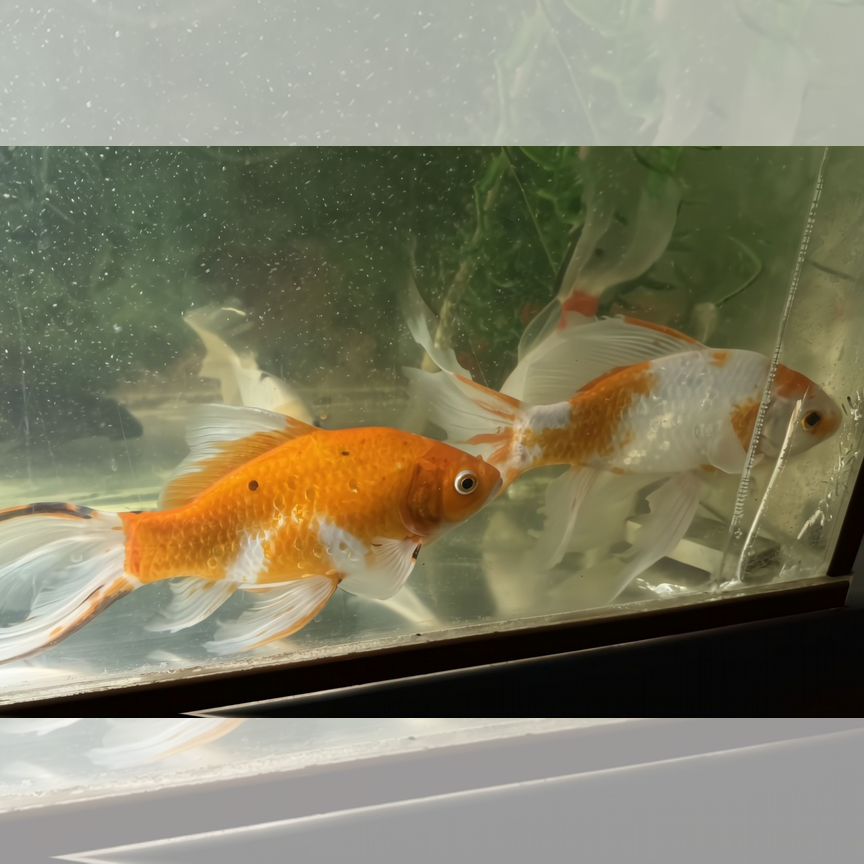 Золотые рыбки