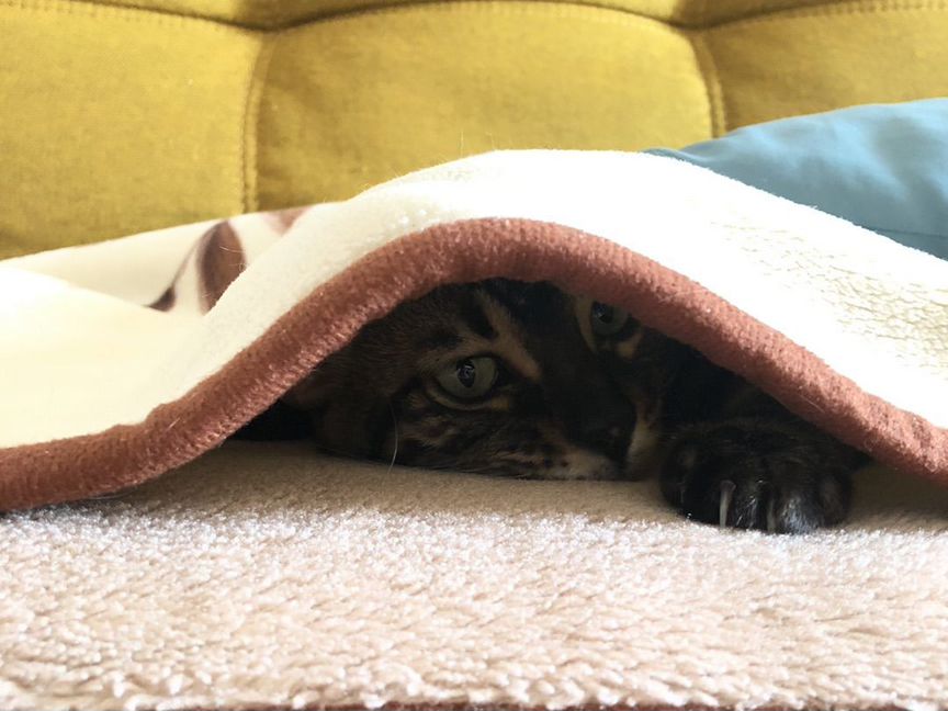 Бенгальская кошка