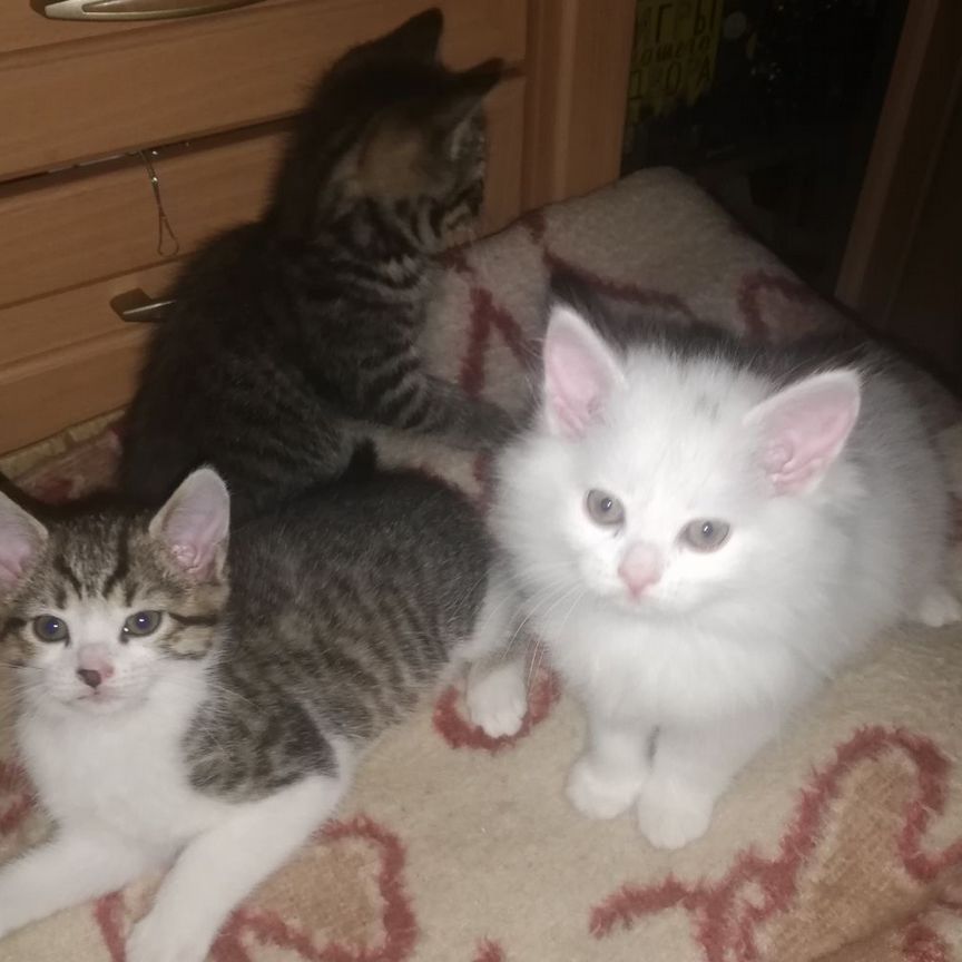 Котята в добрые руки бесплатно