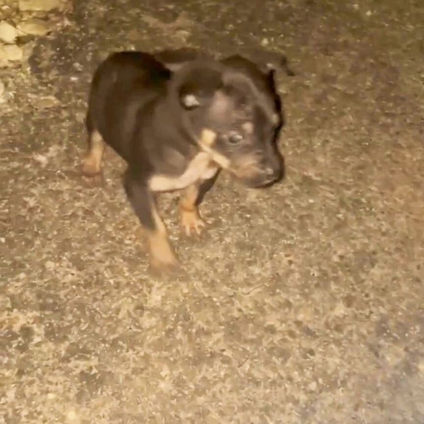 Щенки мини таксы