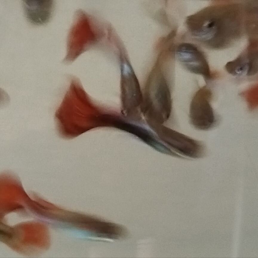 Рыбки гуппи много Цена за всех