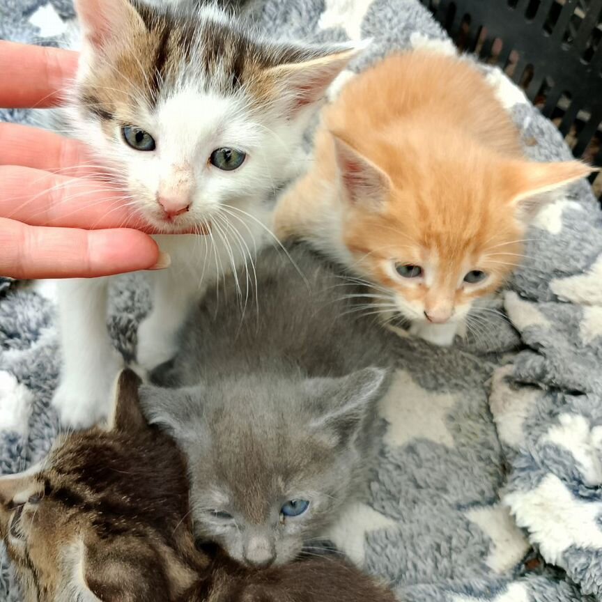 Котята в добрые руки
